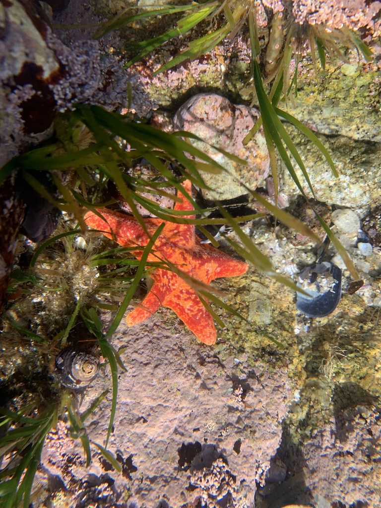 Bat Star from North Pacific Ocean, Pacific Grove, CA, US on May 18 ...