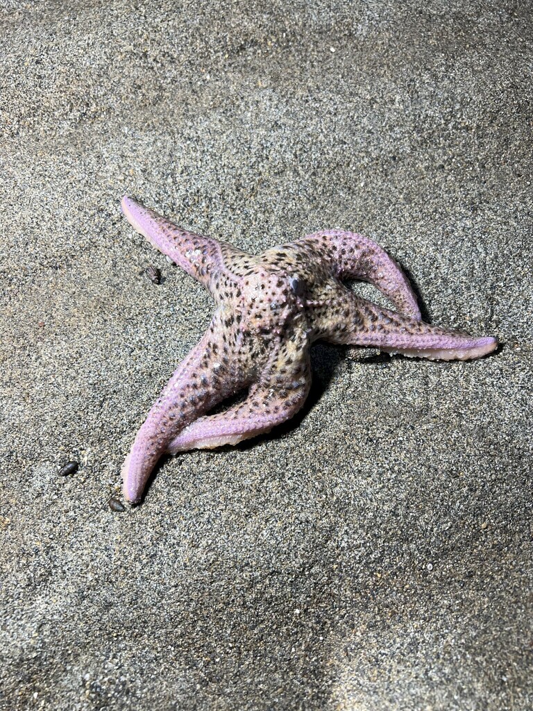 Giant Pink Sea Star in December 2024 by Ruichen · iNaturalist