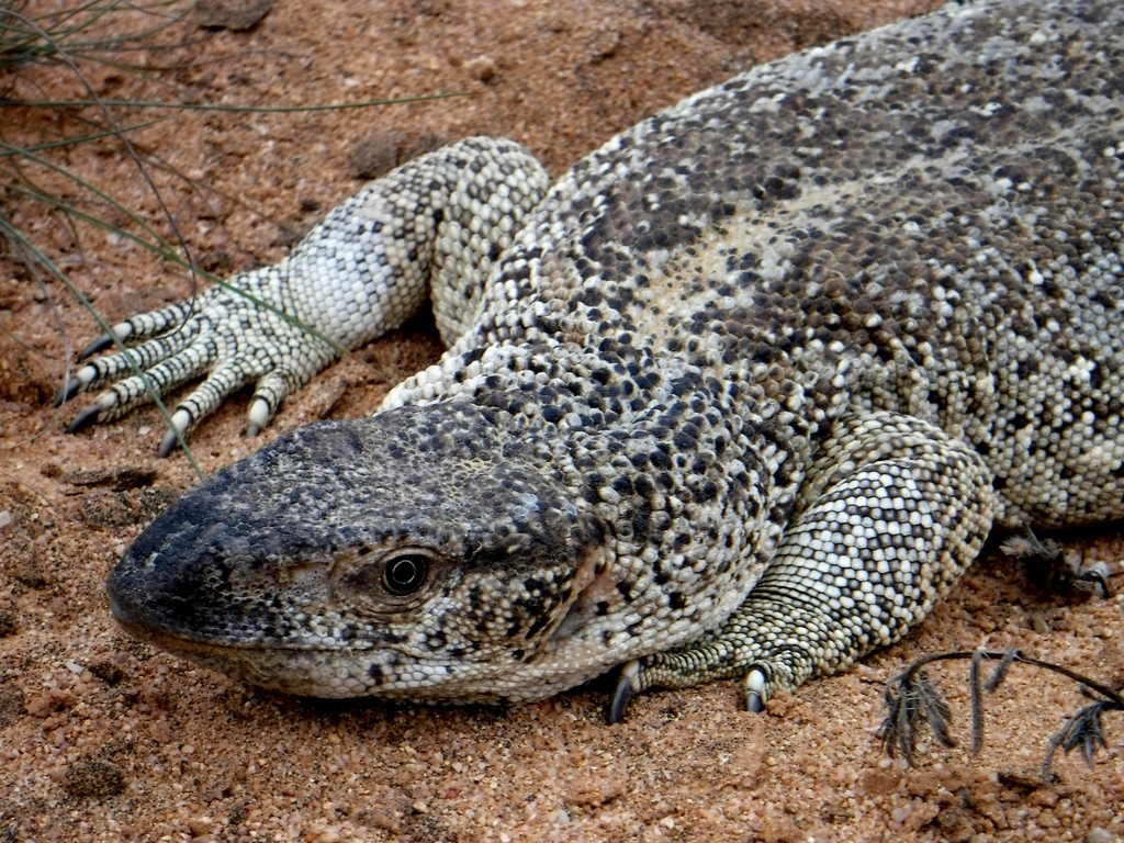 Angolan White-throated Monitor from Bentiaba, Angola on June 30, 2017 ...