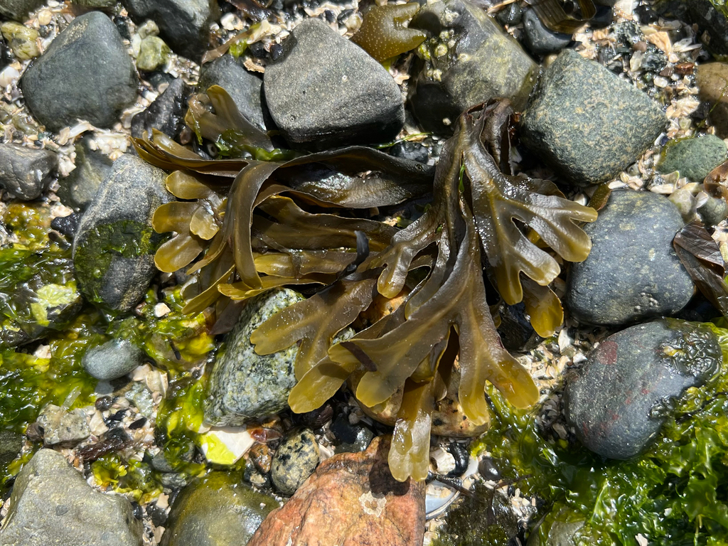 Rockweed from Bellingham, WA, US on May 18, 2025 at 12:39 PM by C ...