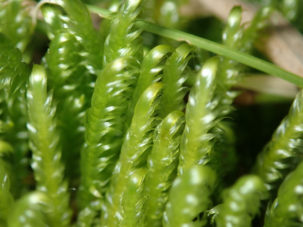 Lindberg's Hypnum Moss (Calliergonella lindbergii) - Botanical Realm