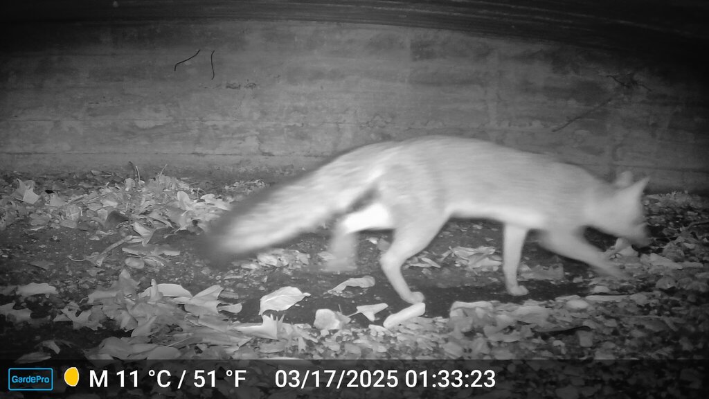 Gray Fox from Brentwood, Austin, TX, USA Cullen Ave on March 17, 2025 ...