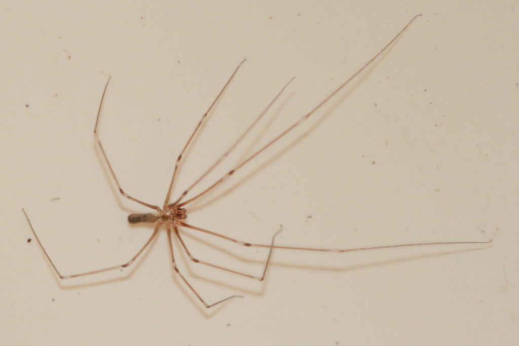Cellar Spider Cellar Spider