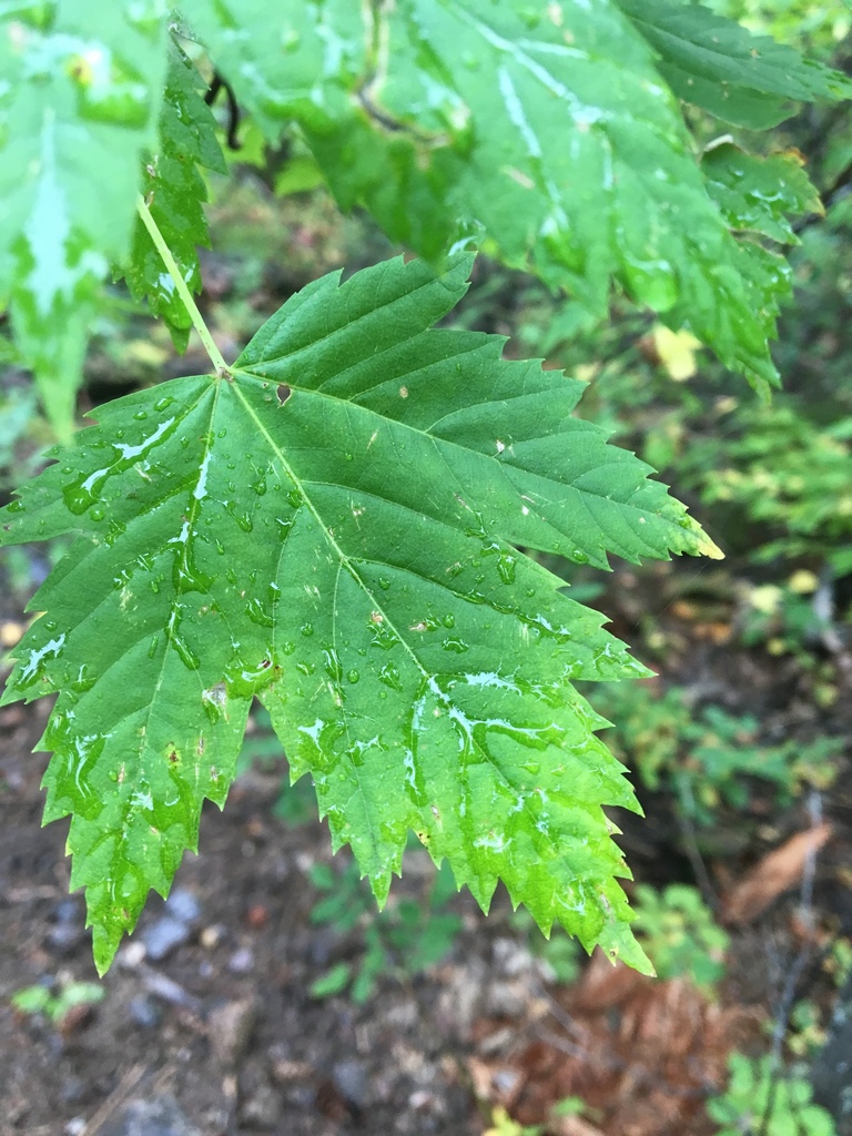 Rocky Mountain maple (WNPS Study Weekend 2022 Ellensburg) · iNaturalist