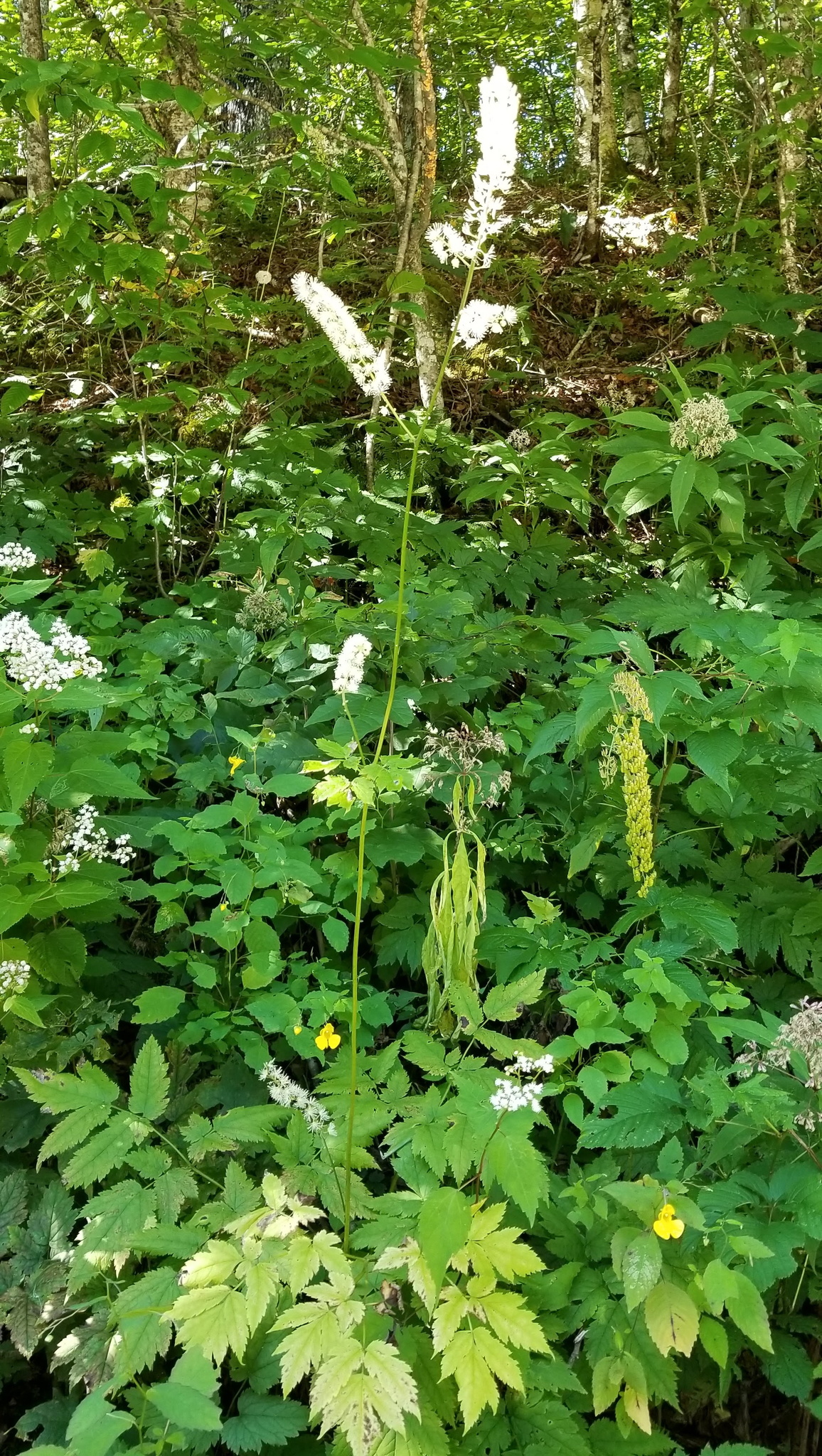 Actaea podocarpa DC.
