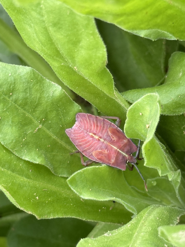 Eurostus validus from Xinqiao Road, Zhoushan, Zhejiang, CN on May 19 ...