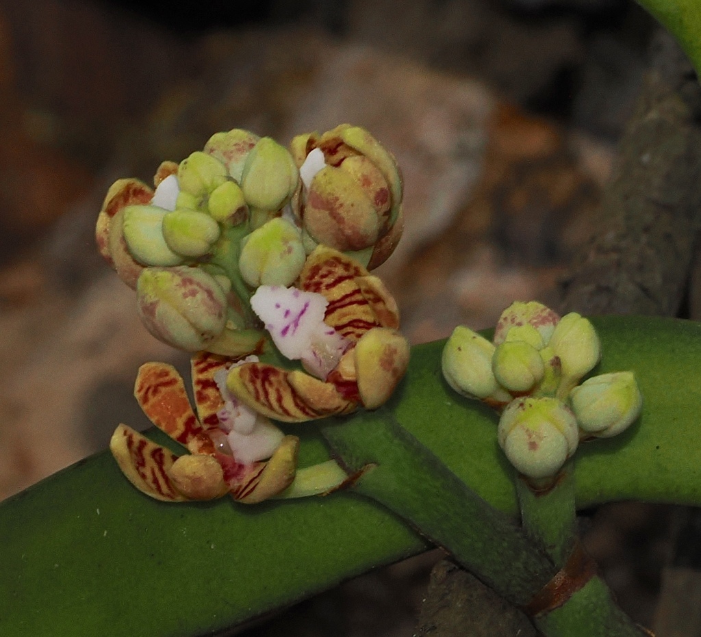 Wight's Acampe from Bondla Sanctuary_200m, Goa, India on May 9, 2025 at ...