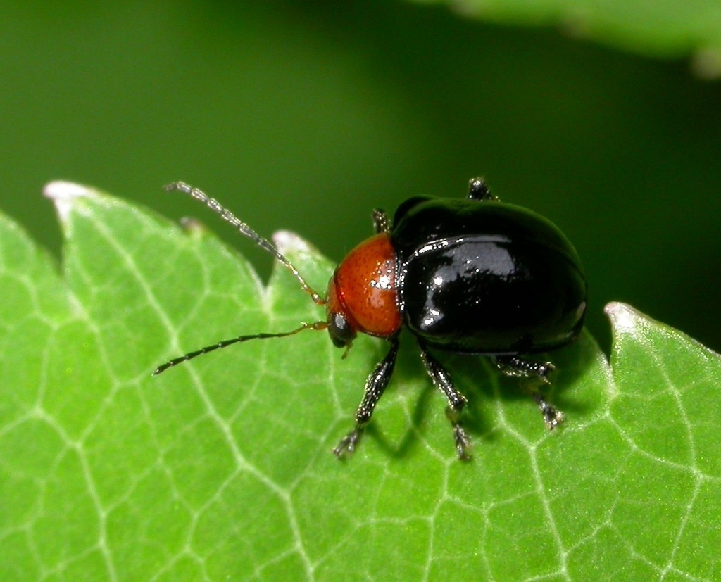 Basilepta ruficollis from 日本、〒671-4211 兵庫県宍粟市波賀町音水 on June 15, 2003 by ...