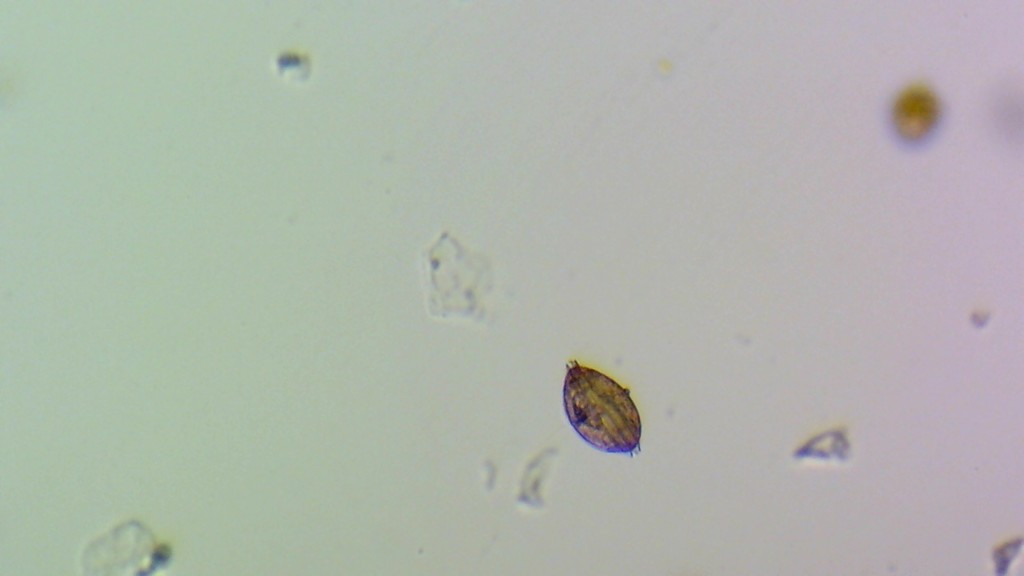 Oblea (GTM Research Reserve Plankton Guide) · iNaturalist