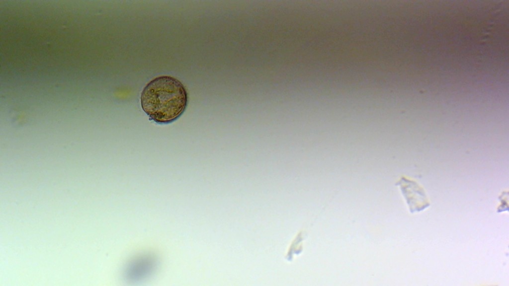 Oblea (GTM Research Reserve Plankton Guide) · iNaturalist