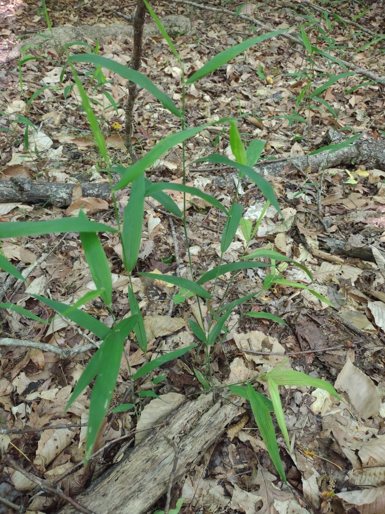 Long-awned Wood Grass from Rappahannock Academy, VA 22538, USA on May ...