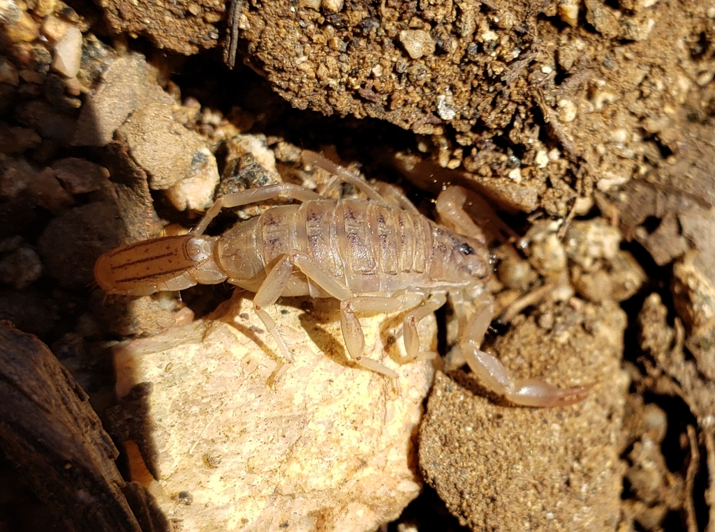 Stripe-tailed Scorpion from Hualapai Mtns on September 8, 2019 at 10:51 ...