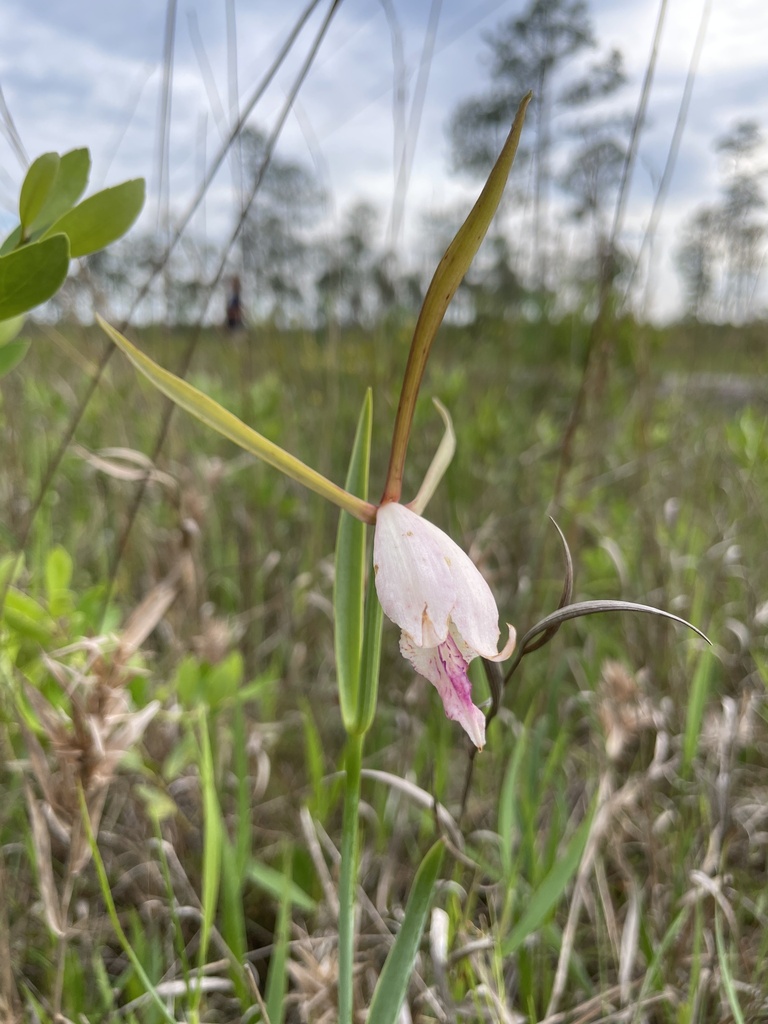 large spreading pogonia in May 2025 by lillybyrd · iNaturalist