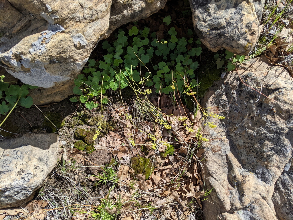 littleleaf alumroot from Pueblo, Colorado, United States on May 16 ...