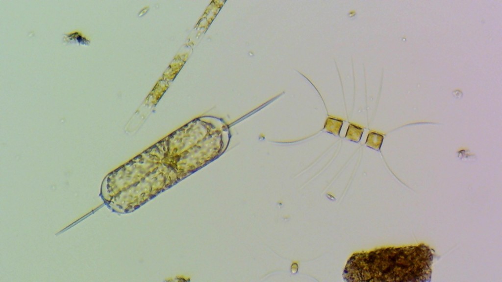 Ditylum (GTM Research Reserve Plankton Guide) · iNaturalist