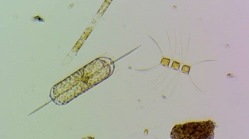 Ditylum (GTM Research Reserve Plankton Guide) · iNaturalist