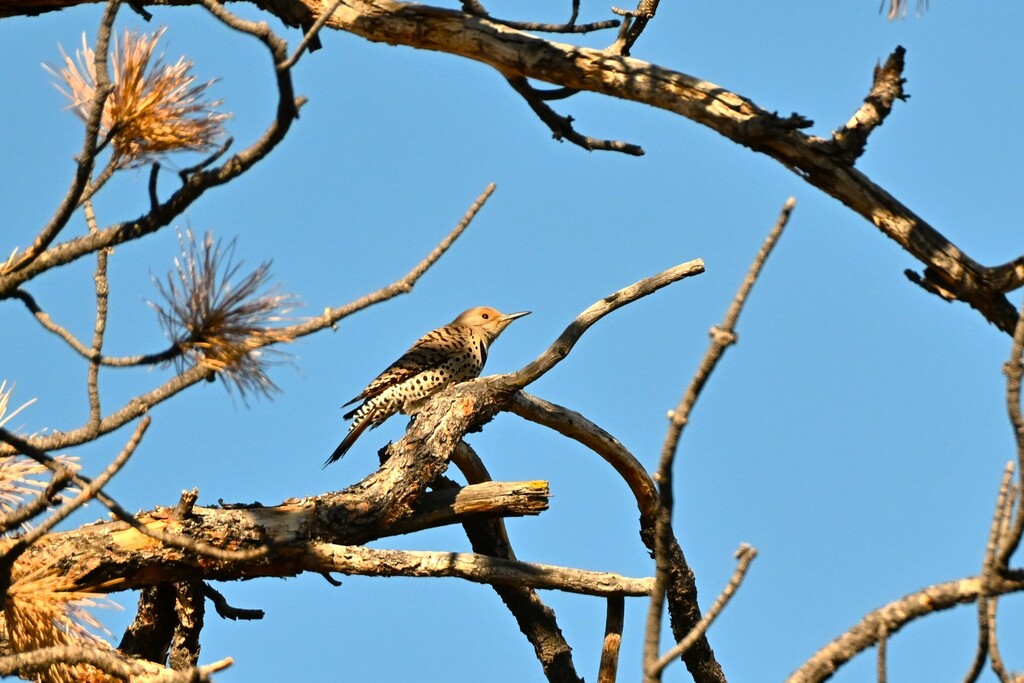 Northern Flicker from Sawyer Park, 62999 O. B. Riley Rd, Bend, OR 97701 ...