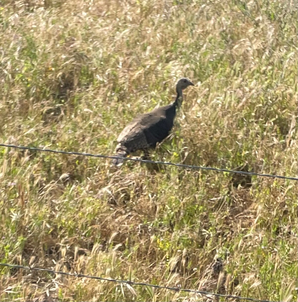 Wild Turkey from Daley Ranch Truck Trail, Jamul, CA, US on May 20, 2025 ...