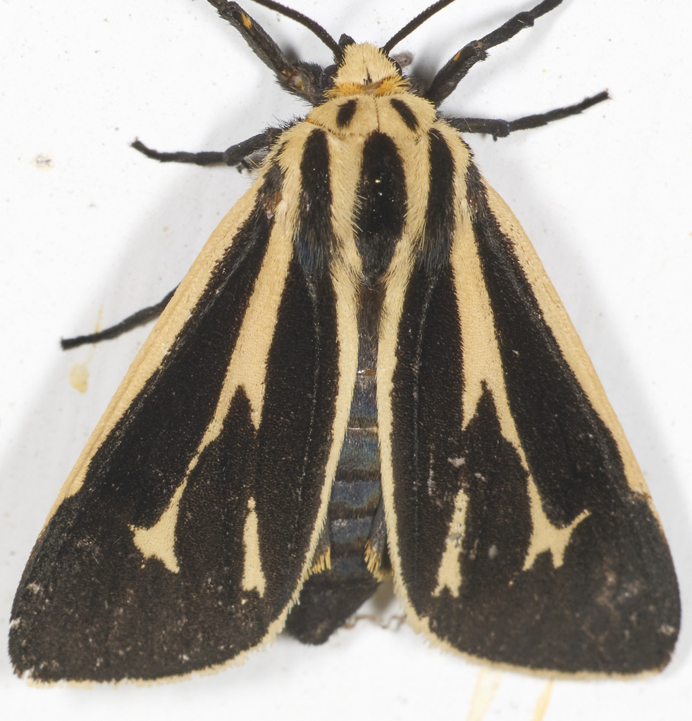 Apantesis from College Hill, Cincinnati, OH, USA on May 19, 2025 at 08: ...