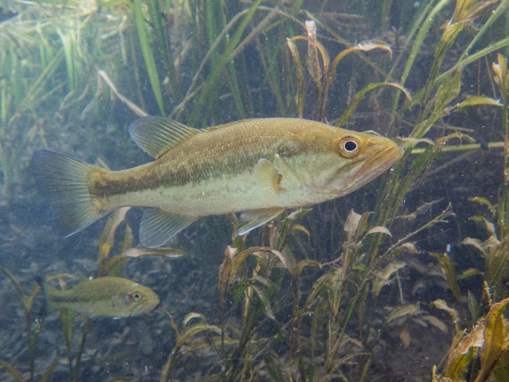 Largemouth Bass (Wildlife of Cherry Creek State Park) · iNaturalist