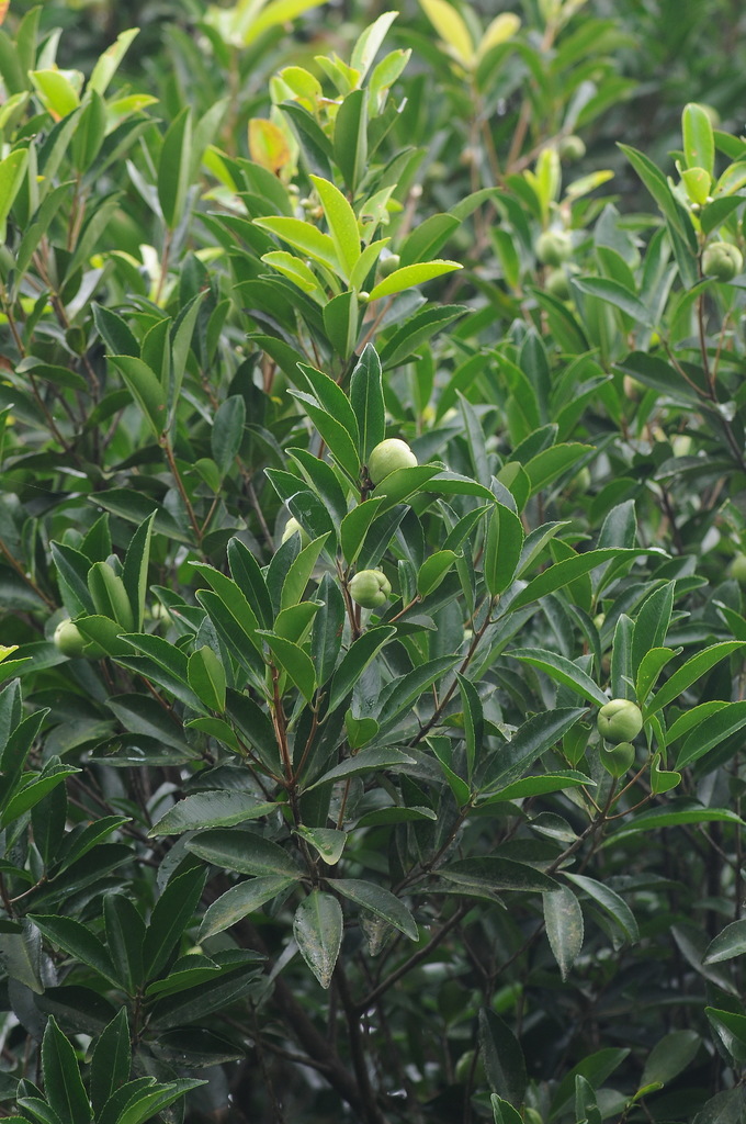 (Pyrenaria microcarpa ovalifolia) - Botanical Realm
