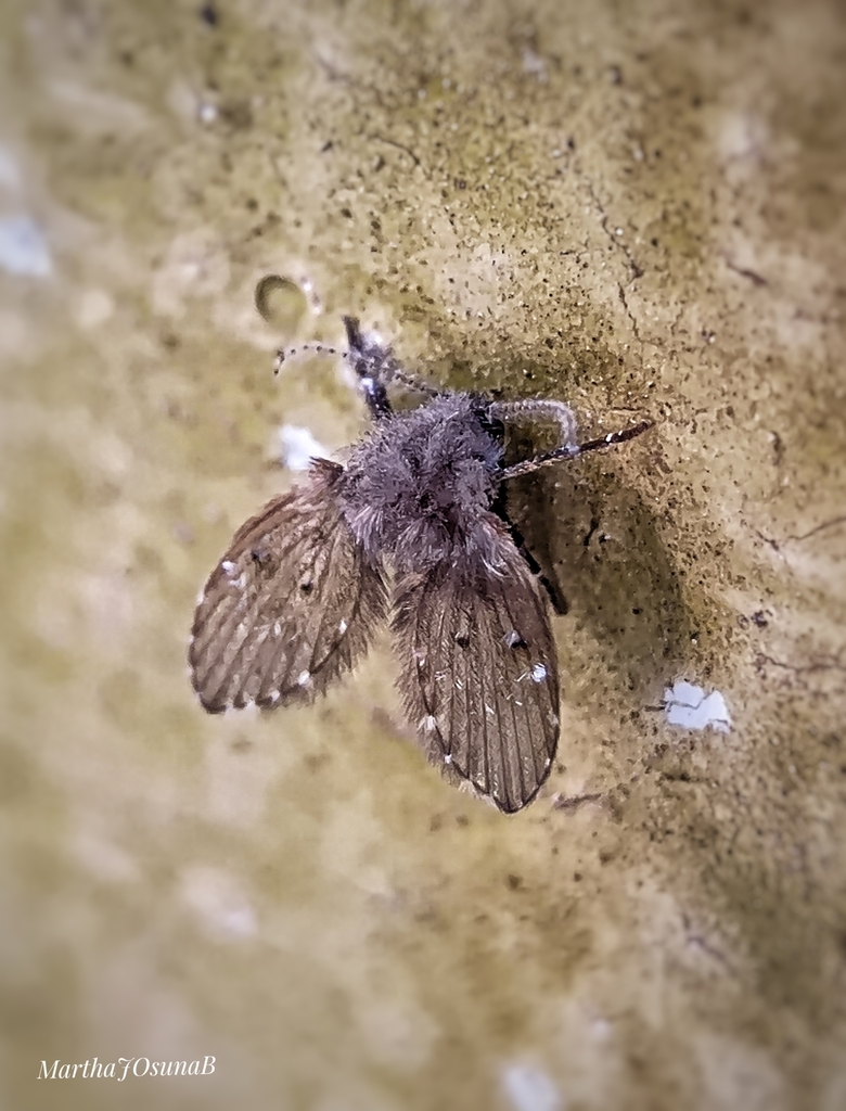 Bathroom Moth Fly from Las Terrazas, 80140 Culiacán Rosales, Sin ...