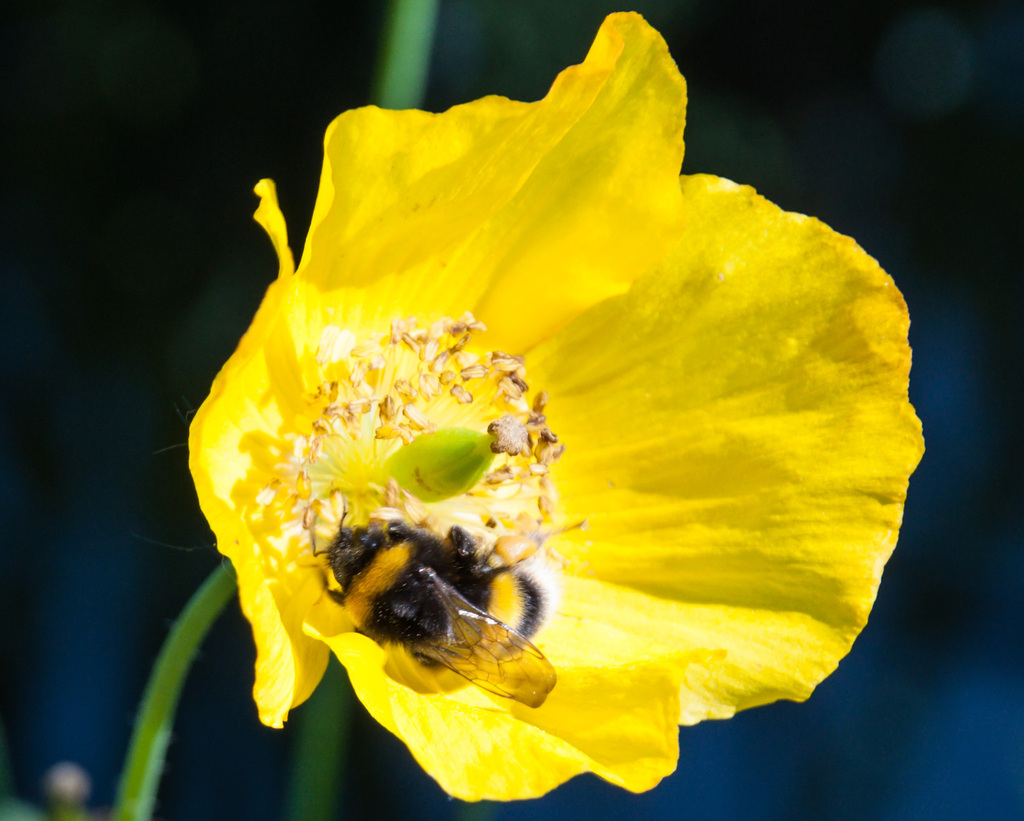 Buff-tailed Bumble Bee from Birmingham, UK on May 20, 2025 at 10:47 AM ...