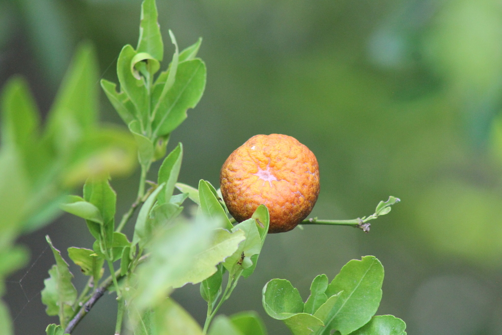 tangerine from Lake County, FL, USA on May 19, 2025 at 04:16 PM by Eli ...