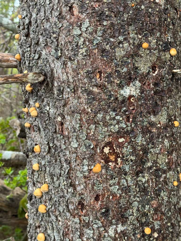 Veiled Polypore from Stratford, PE, CA on May 20, 2025 at 11:25 AM by ...