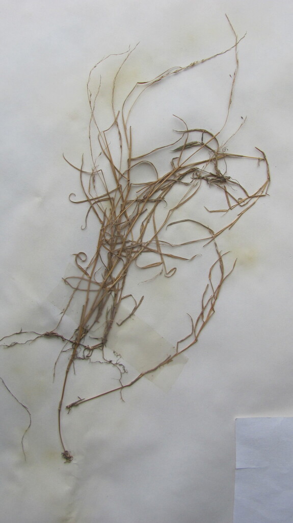 nimblewill in March 1989 by Chuck Thomas. DNA sample, plants growing on ...