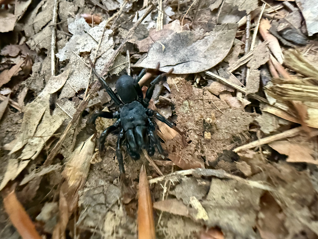 Atlantic Purseweb Spider from Athens, GA, US on May 18, 2025 at 09:52 ...