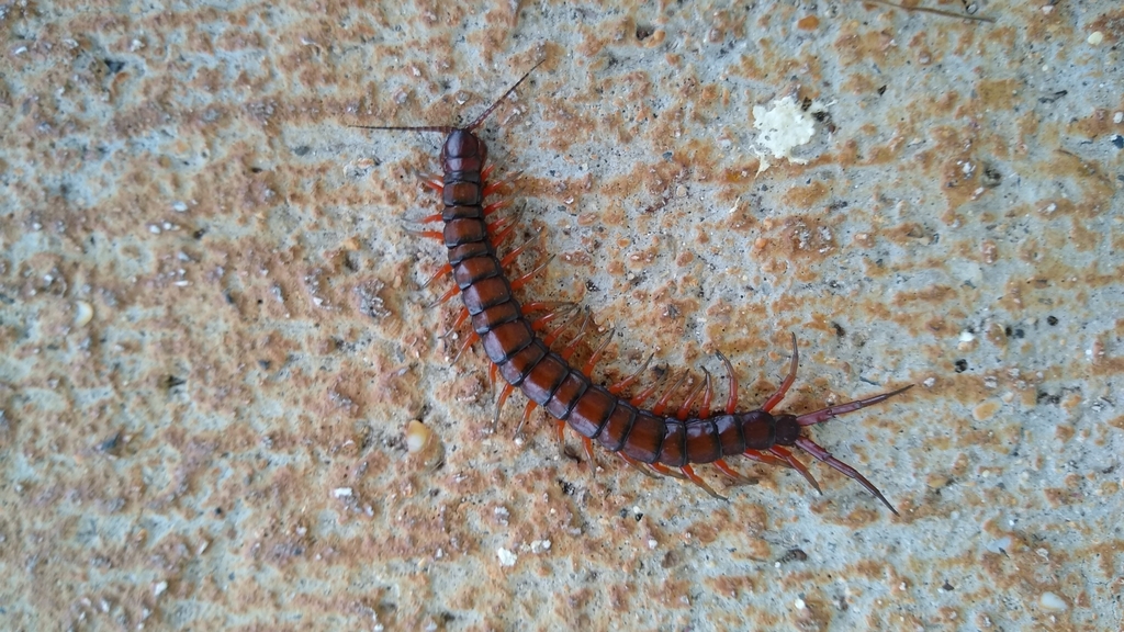 Pacific Giant Centipede from Pohnpei, FM on September 9, 2019 at 11:57 ...