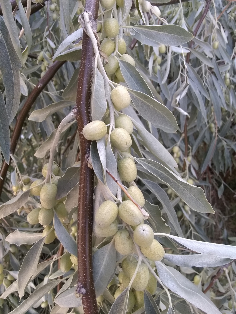 Russian Olive (Plants of Roxborough State Park) · iNaturalist