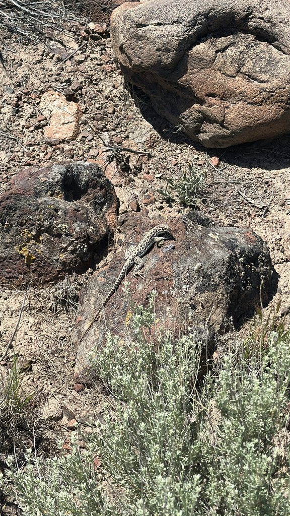 Long-nosed Leopard Lizard from Humboldt County, US-NV, US on May 20 ...