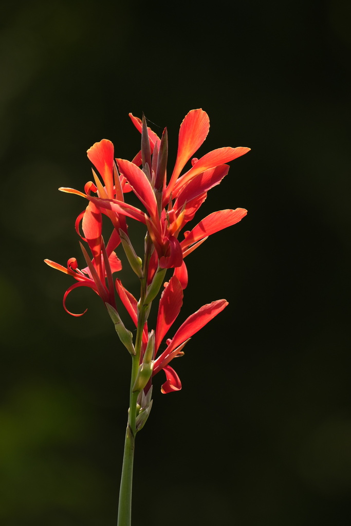 Indian shot from South Baton Rouge, Baton Rouge, LA, USA on May 20 ...