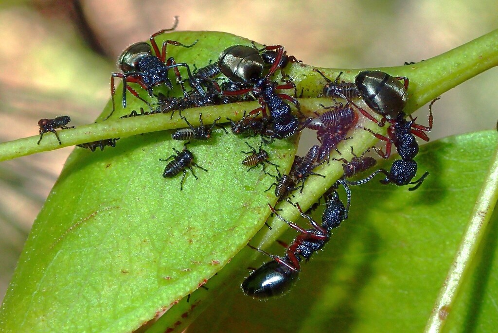 Dolichoderus scabridus from Sandy Hill NSW 2372, Australia on February ...