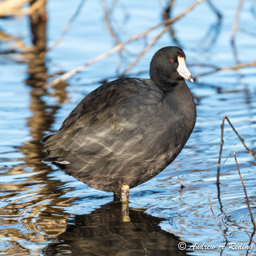 American Coot (Birds of East Texas ) · iNaturalist