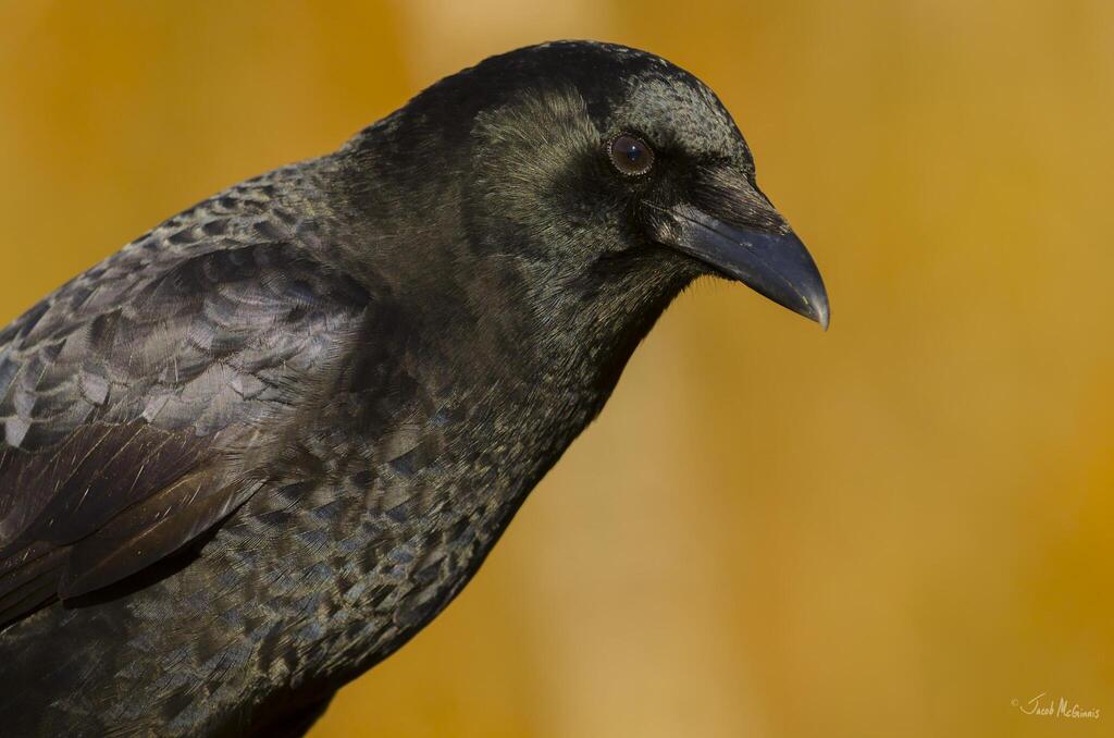 American Crow (Birds of East Texas ) · iNaturalist
