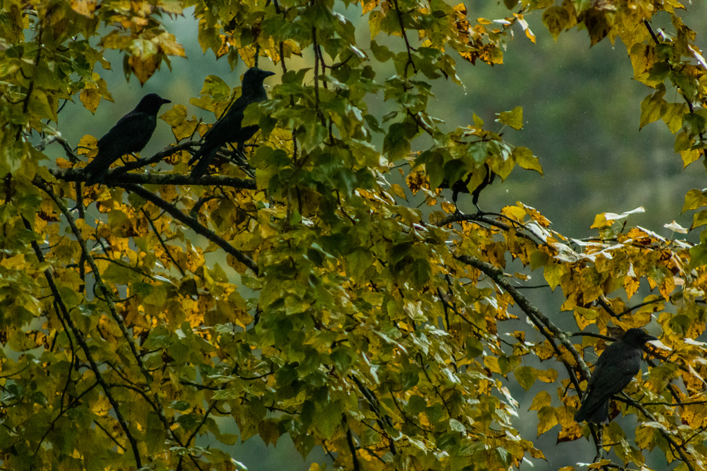 American Crow (Birds of East Texas ) · iNaturalist