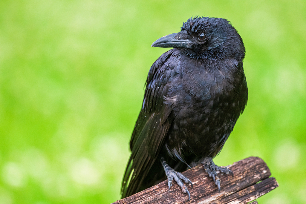 American Crow (Birds of East Texas ) · iNaturalist