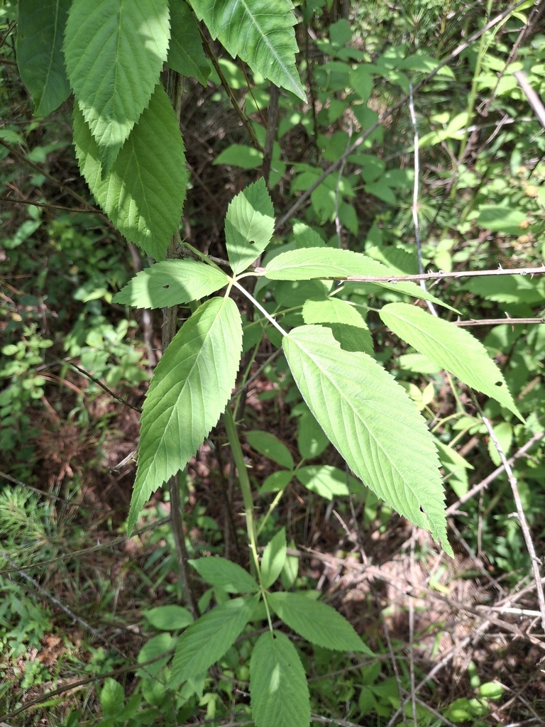 Pennsylvania Blackberry from Cherokee, AL 35616, USA on May 19, 2025 at ...