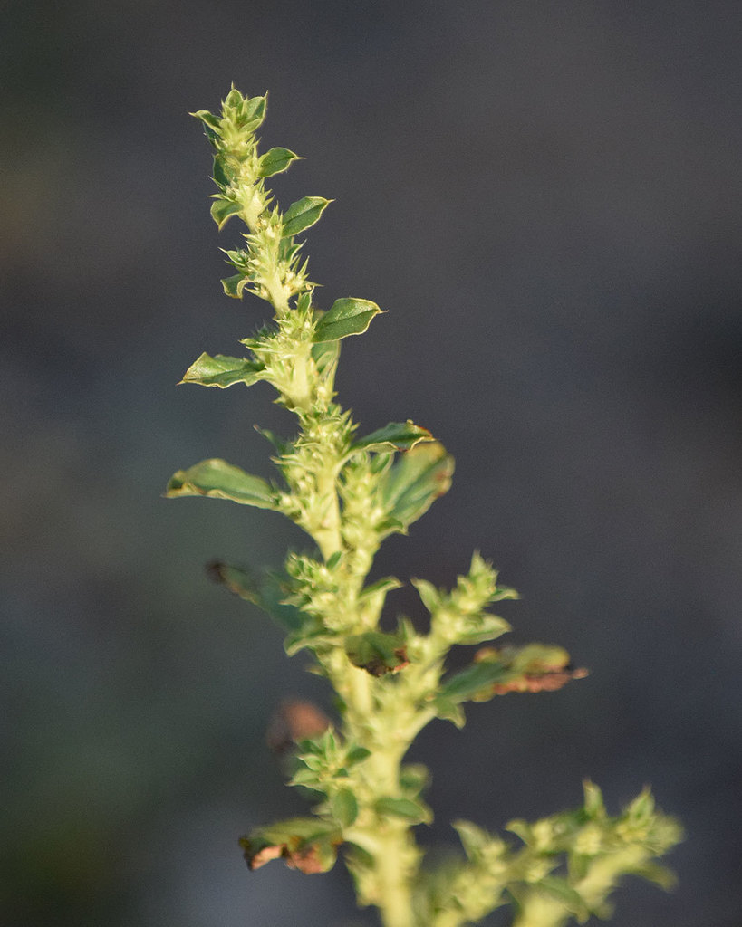 prostrate pigweed from El Dorado County, CA, USA on September 1, 2019 ...