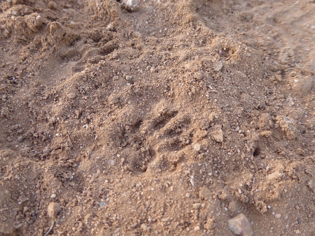 California Ground Squirrel from Imperial Beach, CA, USA on September 08 ...