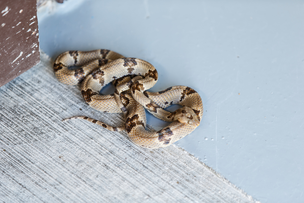 Texas Lyre Snake from Dugout Wells, Big Bend NP, Brewster County, TX ...