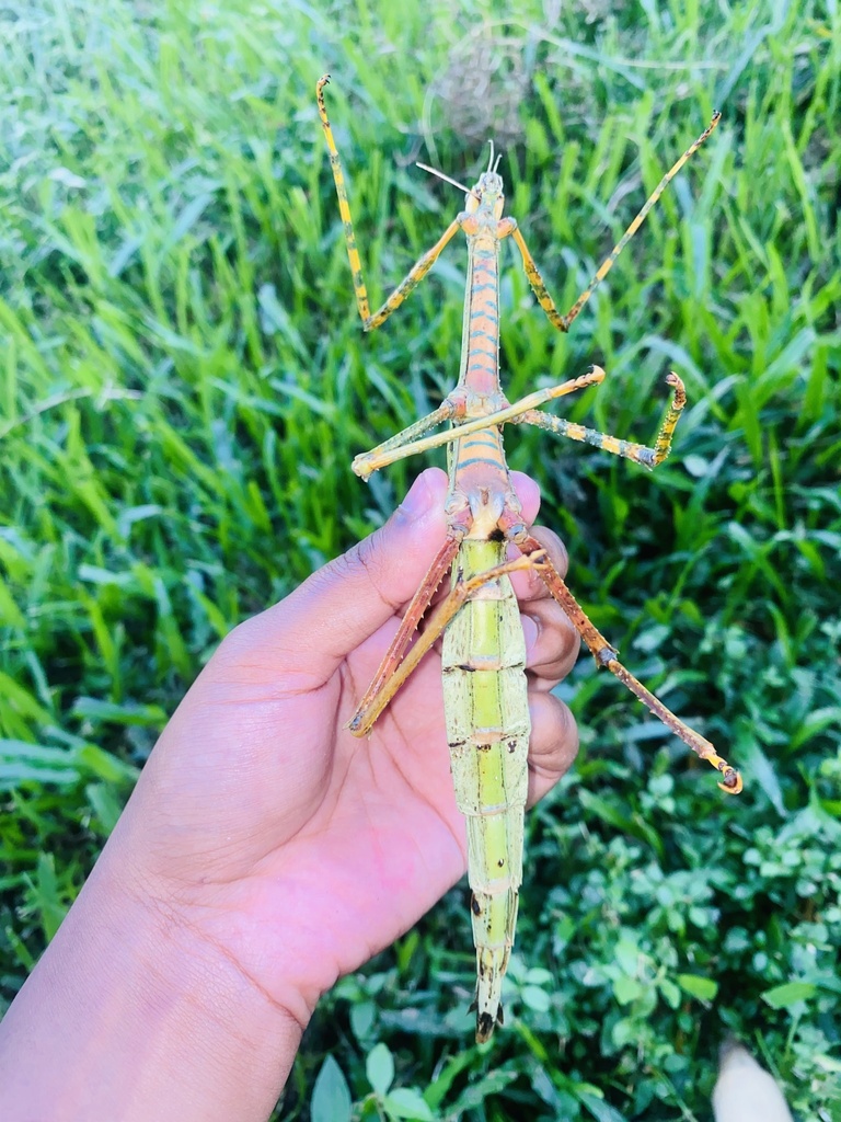 Darwin Stick Insect from Narupai / Horn Island, Horn, QLD, AU on May 20 ...