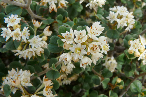 Pomaderris forrestiana · iNaturalist Mexico