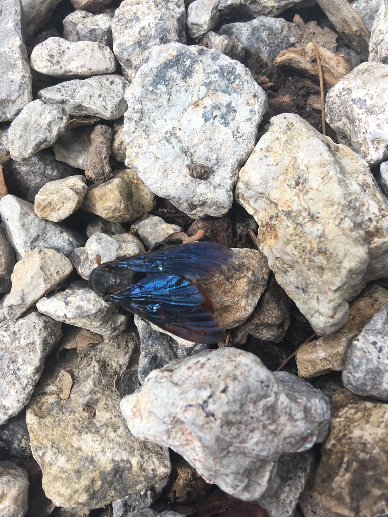 Fire-tailed Scoliid Wasp from Coronado National Forest, Rio Rico, AZ ...