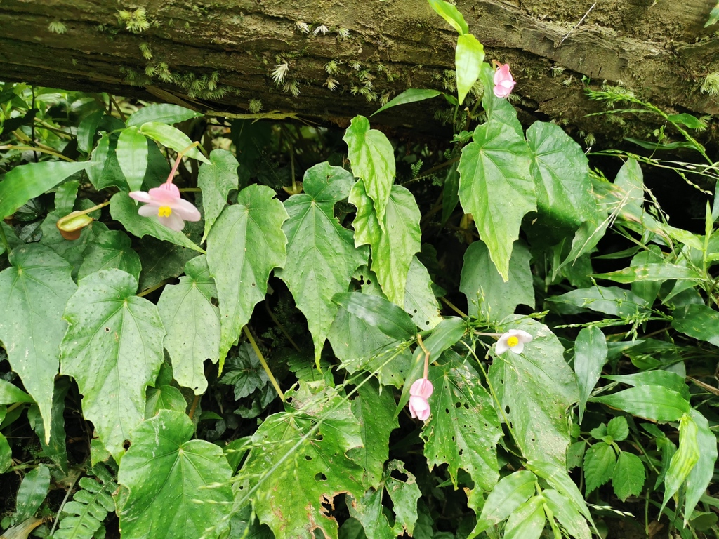 Formosana begonia from Yangmingshan, Taipei, Taipei, Taiwan on ...