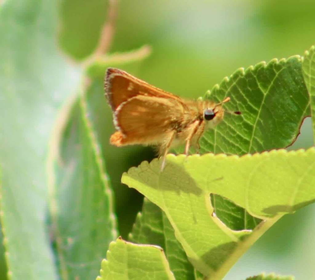 Rural Skipper from Novato, CA, USA on May 20, 2025 at 12:03 PM by Carl ...