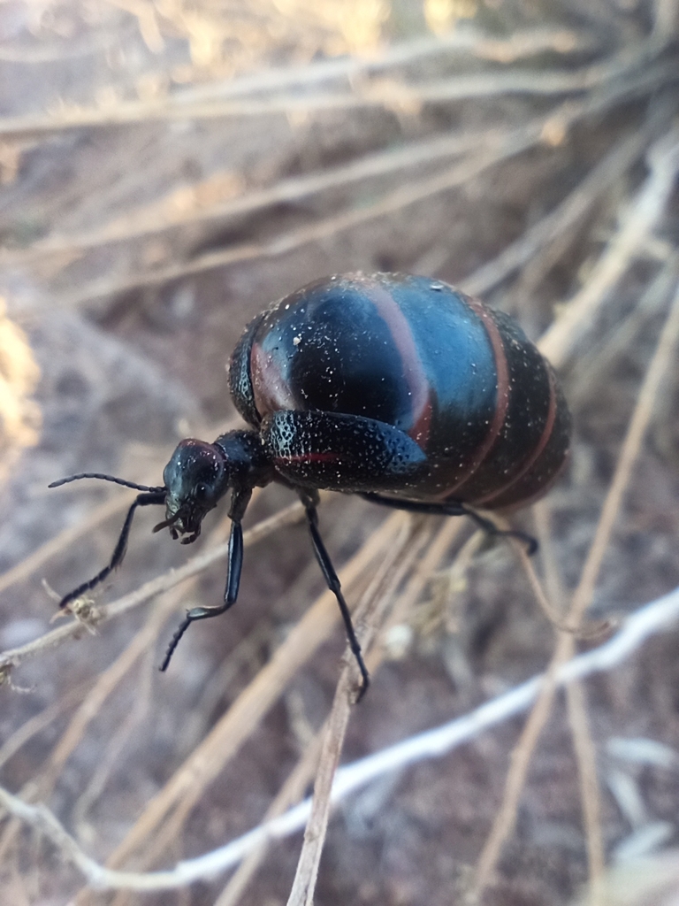 Megetra punctata in August 2024 by Mauricio Alejandro Montes Ojeda ...